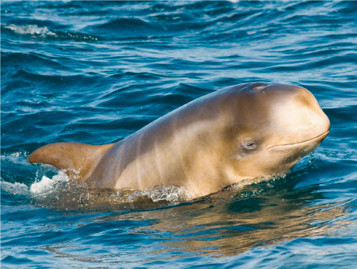 5 tipos de delfines que nunca habías visto en tu vida | Olas Perú ...